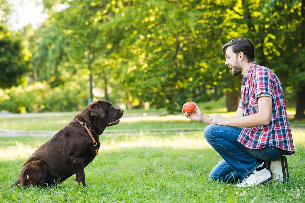 Pet behavior and training tips – Bark – Pet's Preferred Product